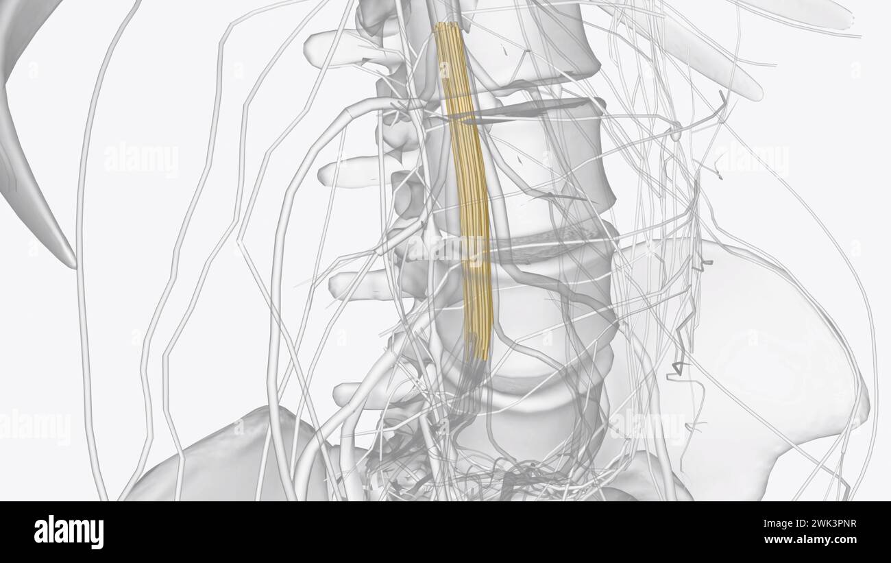 Cauda equina anatomy hi-res stock photography and images - Alamy