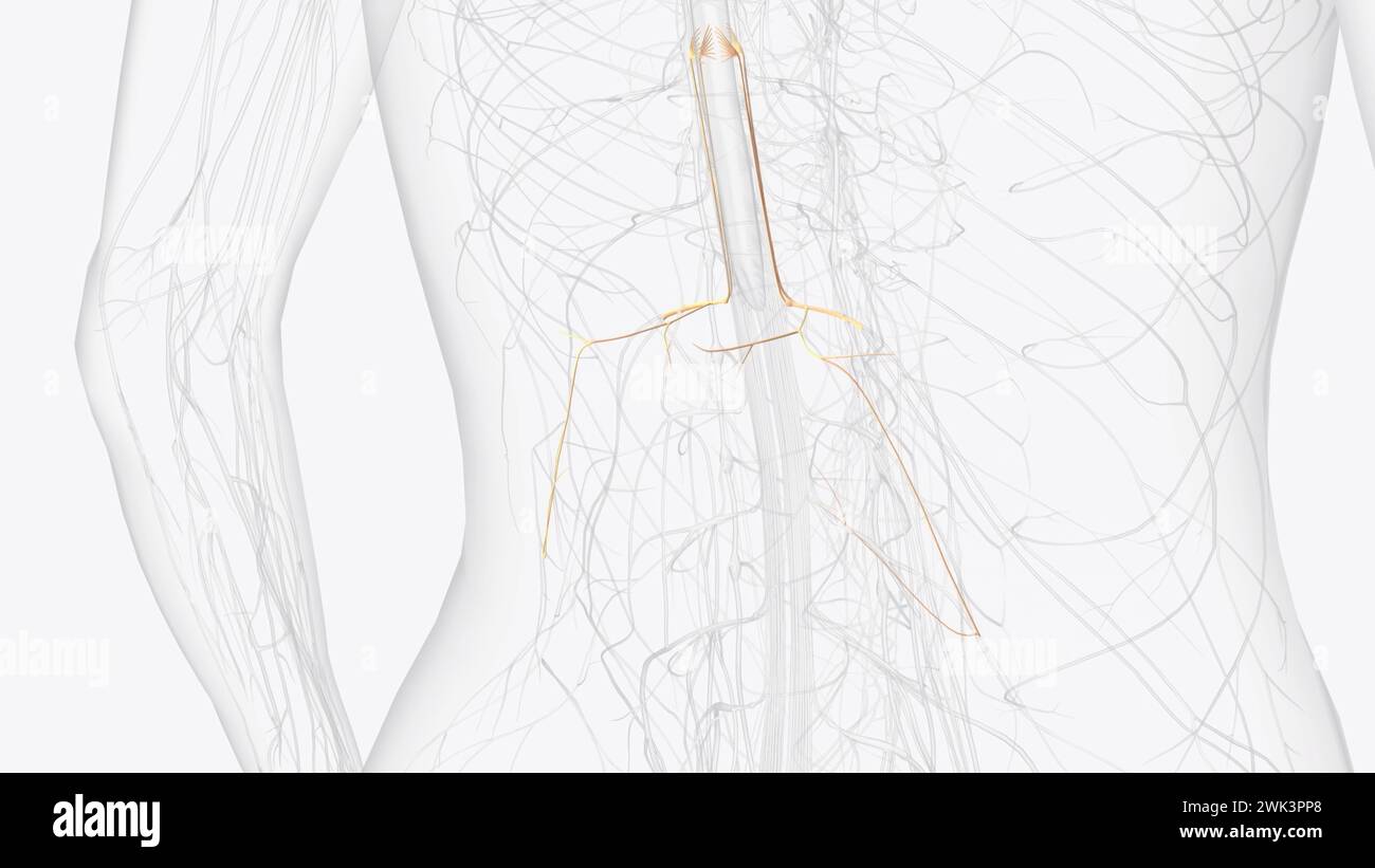 L1 Spinal Nerve Provides Sensation To Your Groin And Genital Area And Helps Move Your Hip