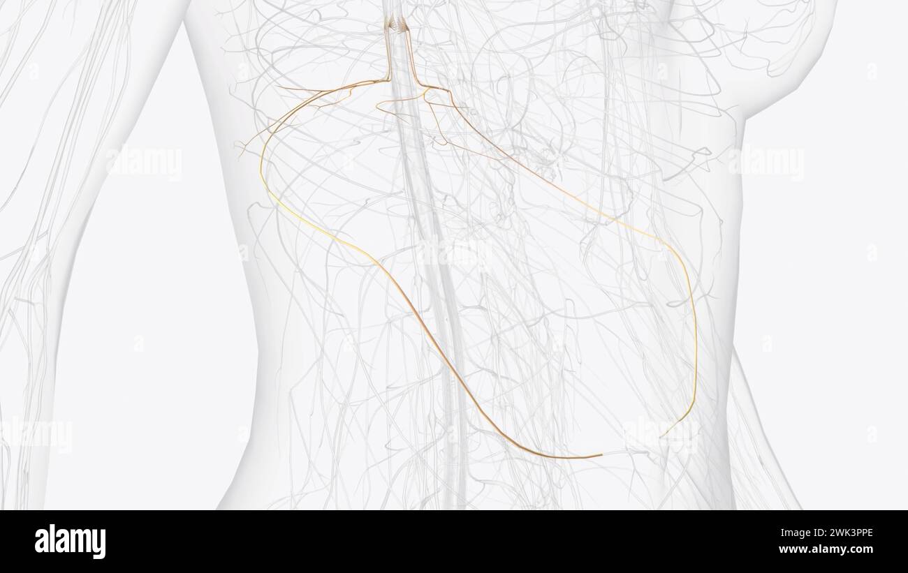 Axon segment hi-res stock photography and images - Alamy