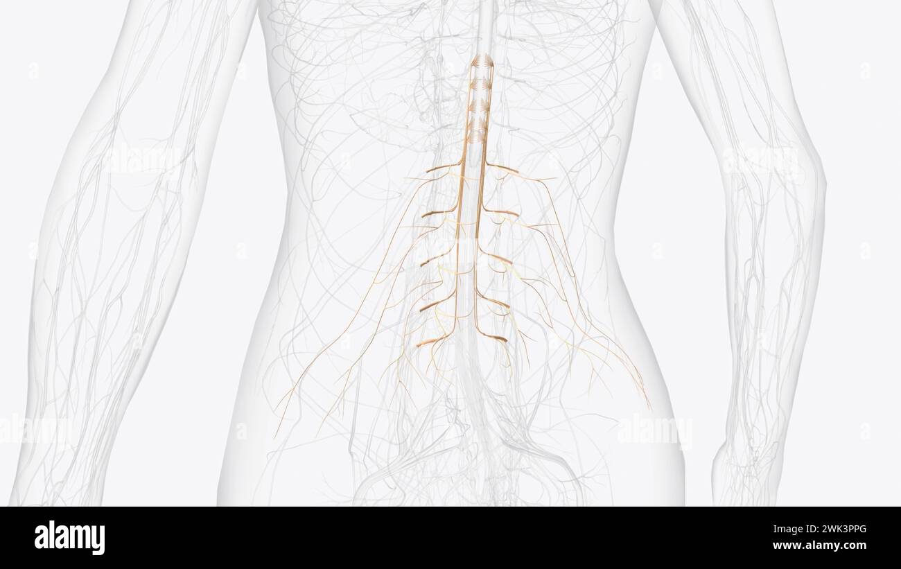 The lumbar plexus in the human arises from T12, L1, L2, L3, and L4 ...