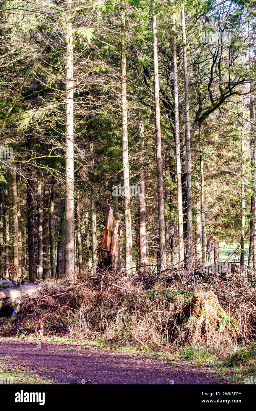 Beautiful warm sunshine at Templeton Woods near Dundee which offers ...
