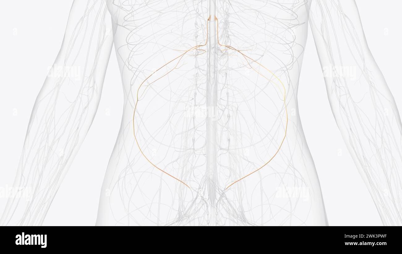 The thoracic spinal nerve 11 (T11) is a spinal nerve of the thoracic ...
