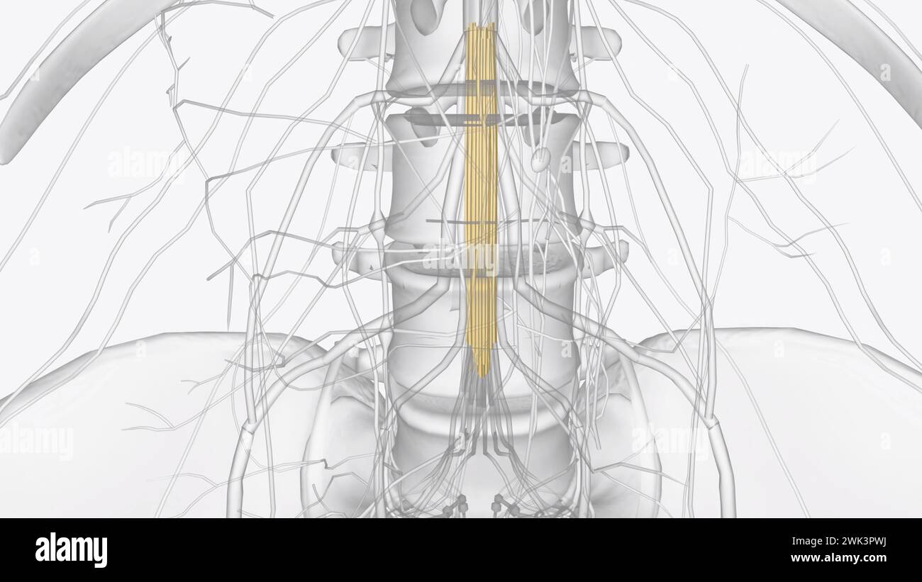 Cauda equina anatomy hi-res stock photography and images - Alamy