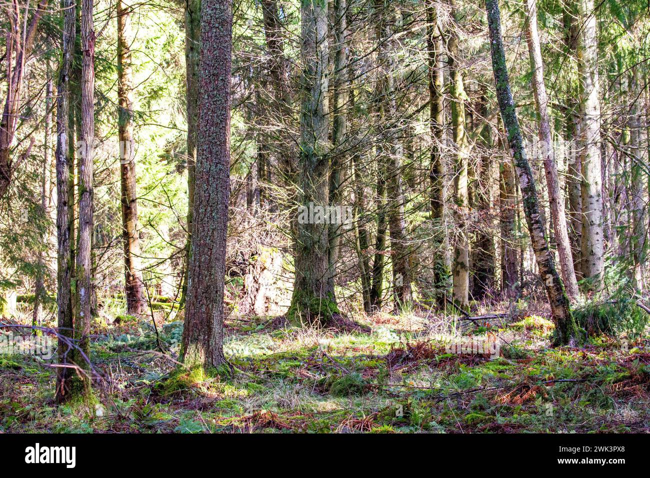 Beautiful warm sunshine at Templeton Woods near Dundee which offers ...