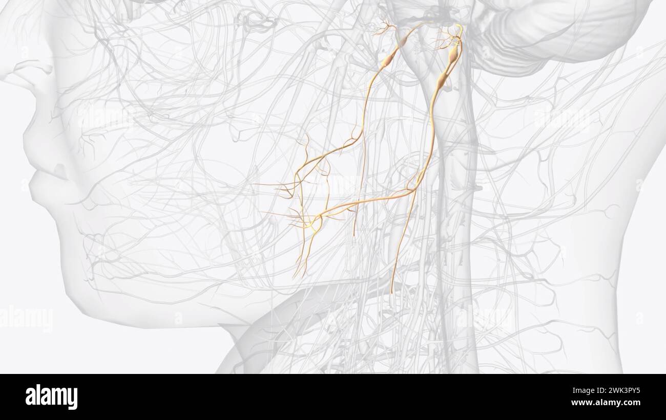 Cranial nerve ix hi-res stock photography and images - Alamy