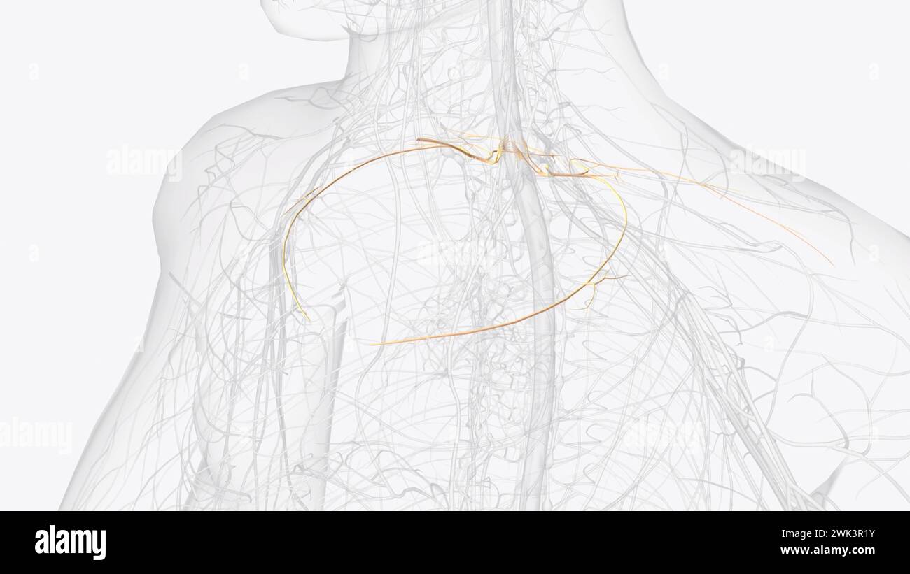 Anterior nucleus hi-res stock photography and images - Alamy