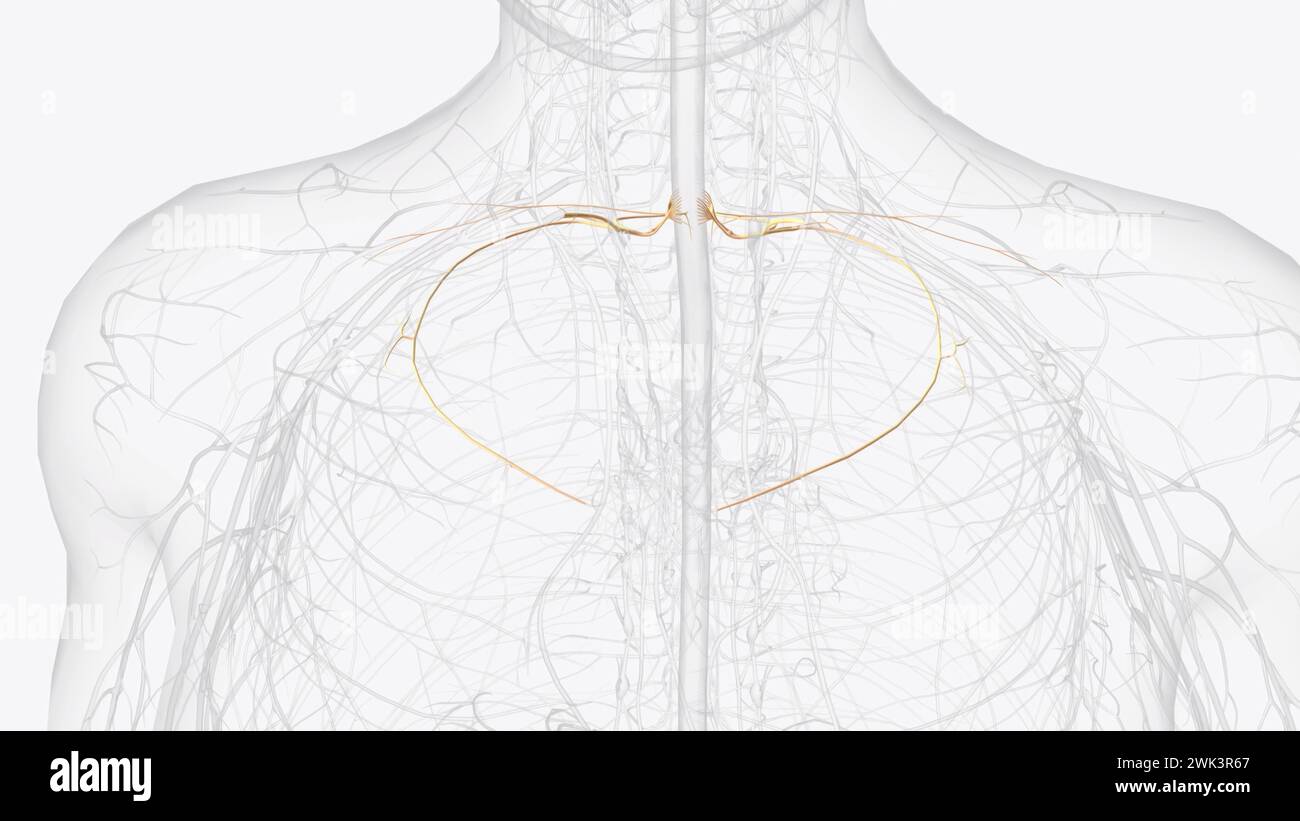 Anterior divisions hi-res stock photography and images - Alamy