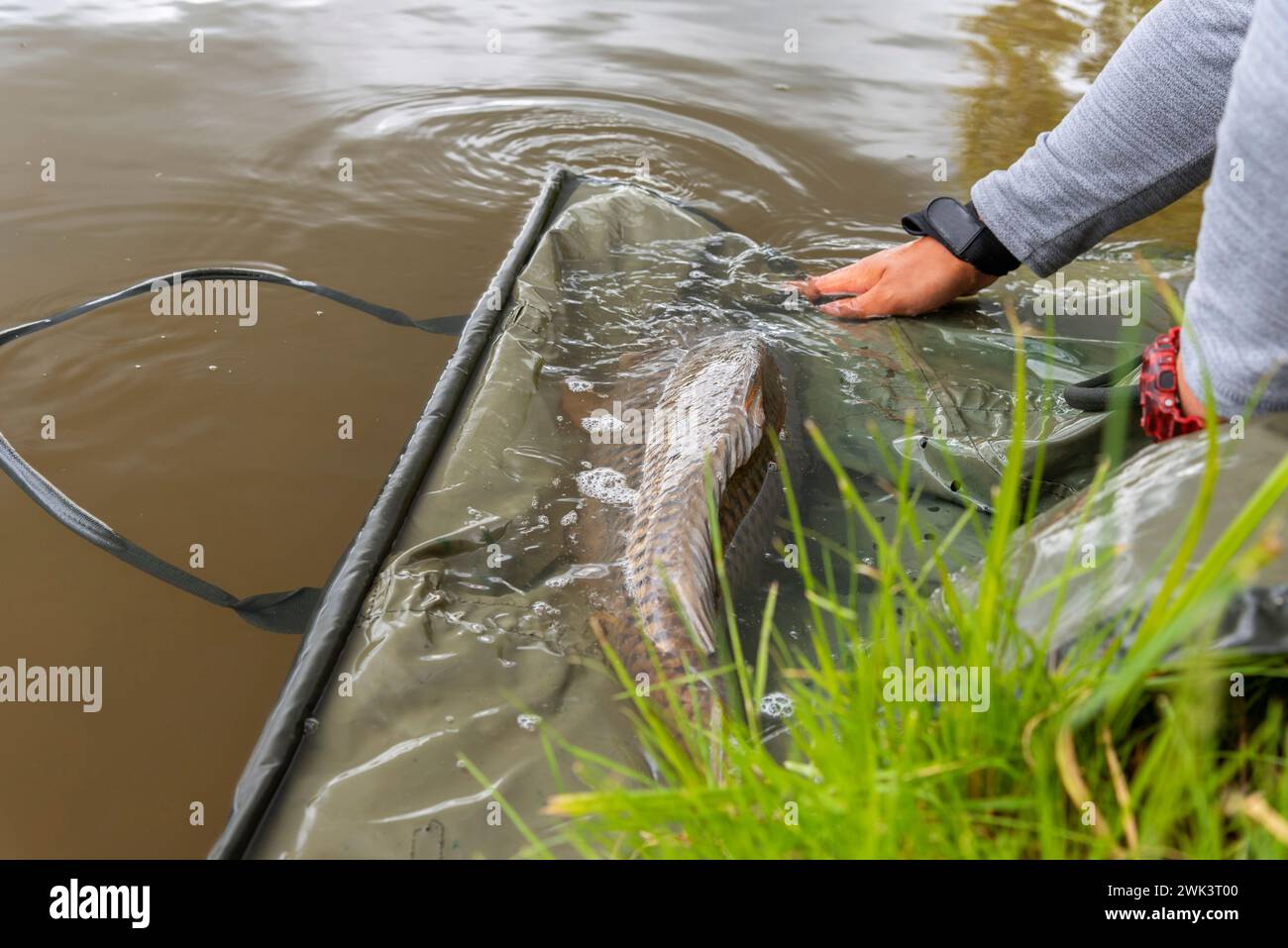 Fisherman releasing living fish (common carp) back into the water after ...