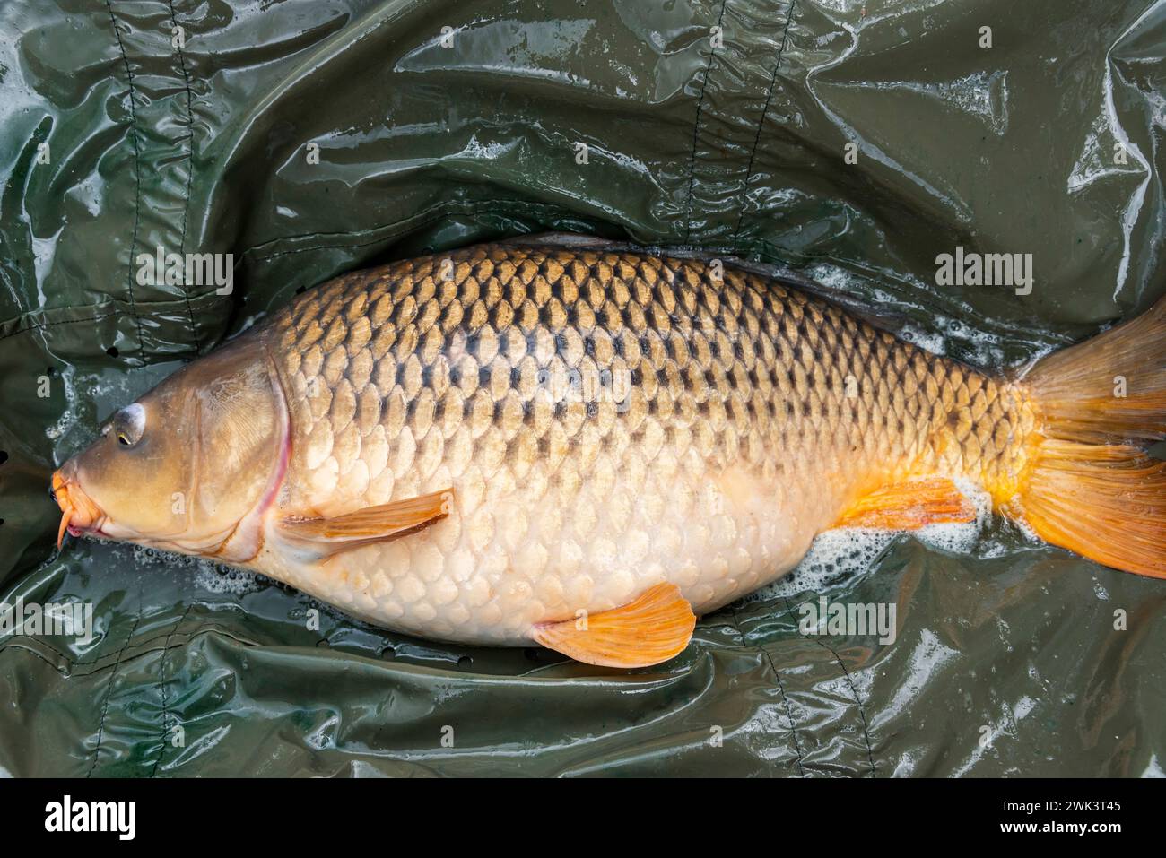 Live carp in a swing caught by sunrise Stock Photo - Alamy