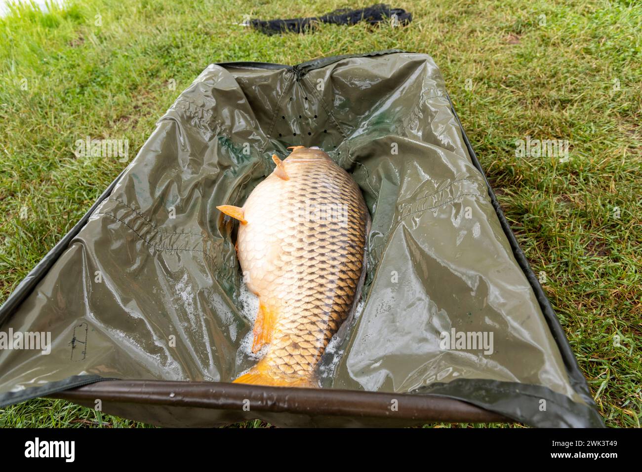 Live carp in a swing caught by sunrise Stock Photo - Alamy