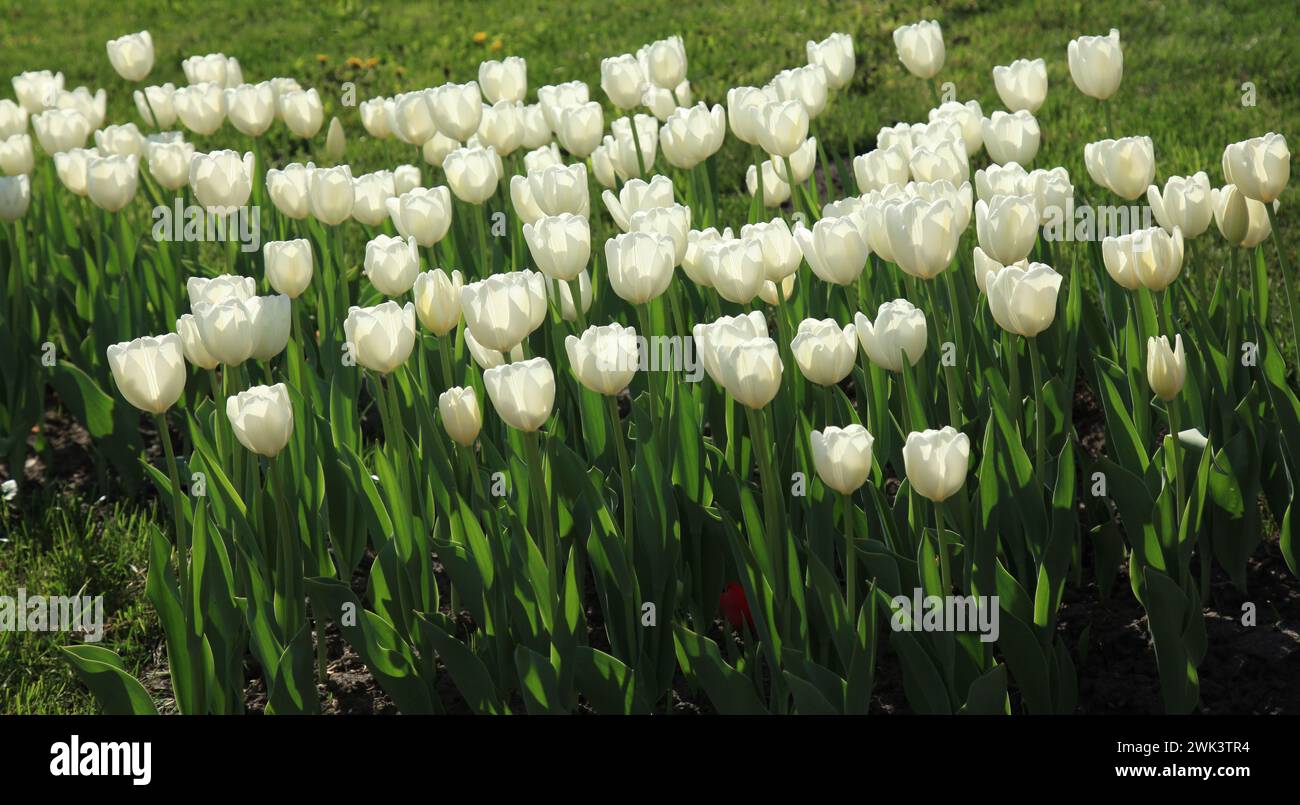 White tulips in blossoming between the grass. The first flowers in ...