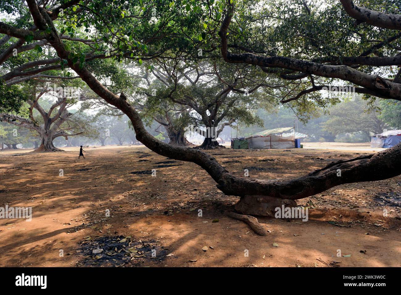 Banyan burma tree hi-res stock photography and images - Alamy