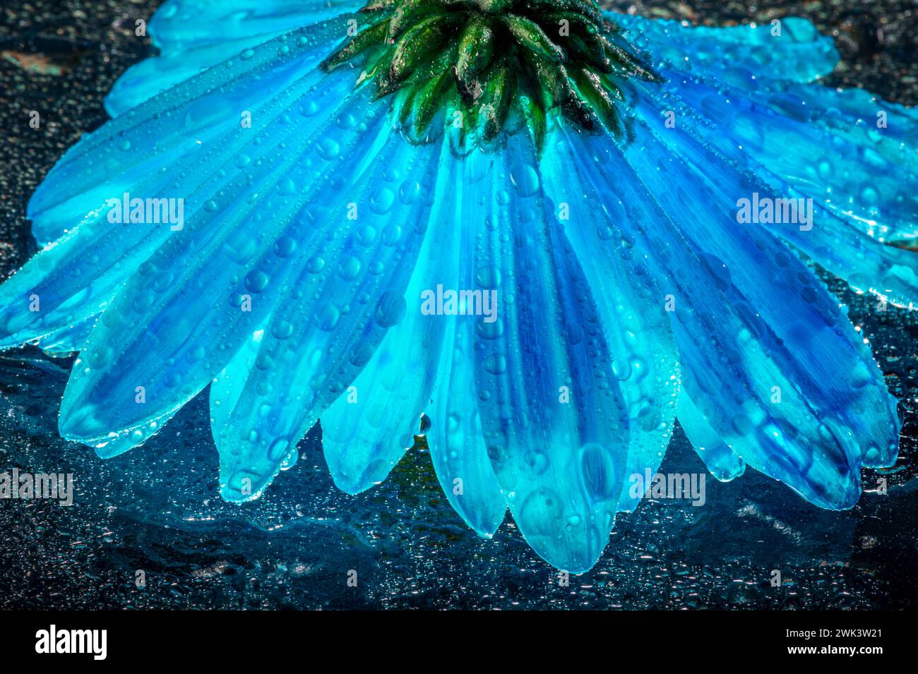Colorful blue flower detail Stock Photo - Alamy