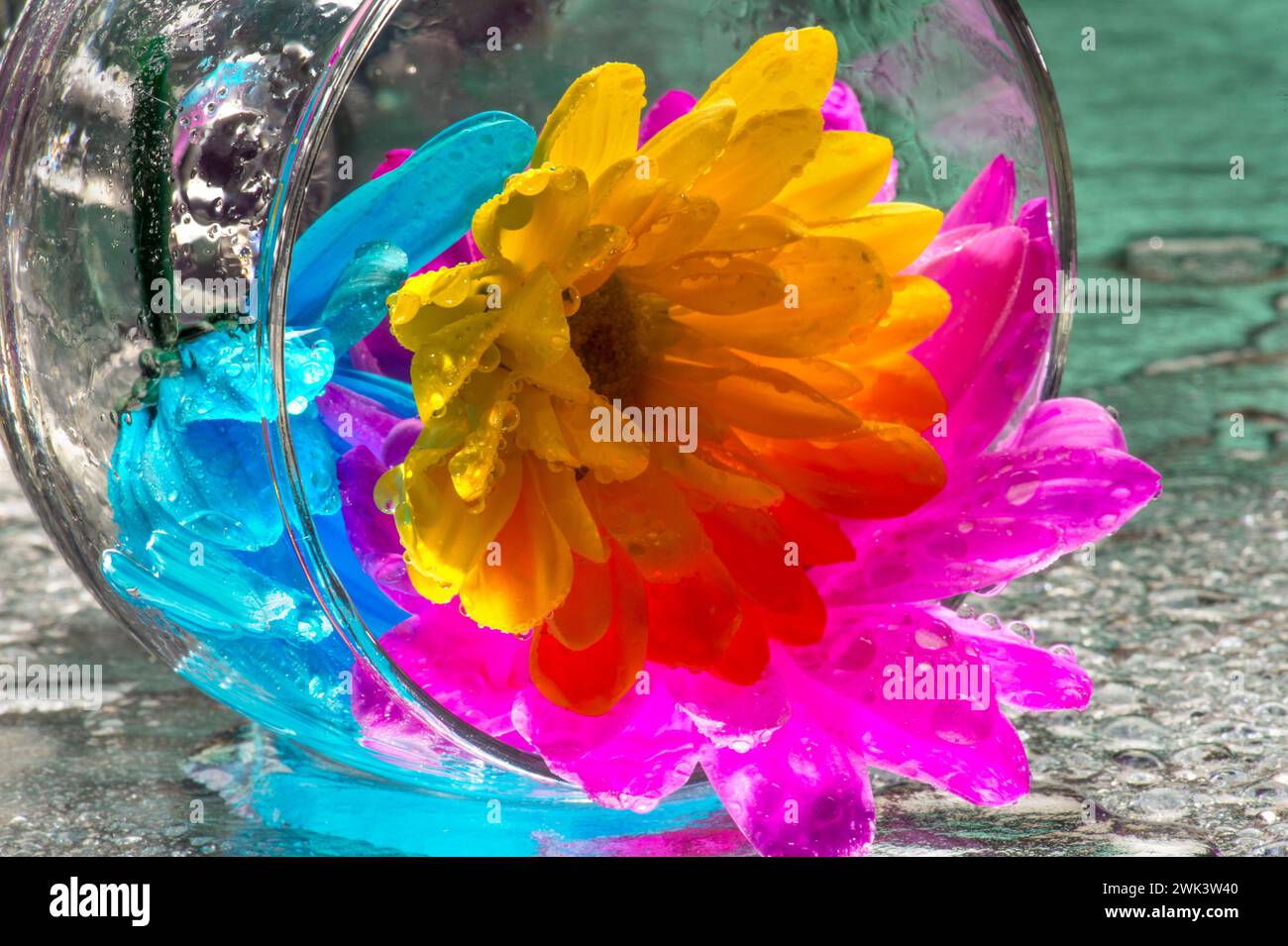 Colorful flowers with water drops Stock Photo - Alamy