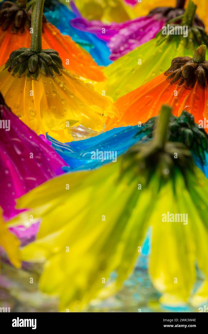 Beautiful purple flowers water drops hi-res stock photography and ...
