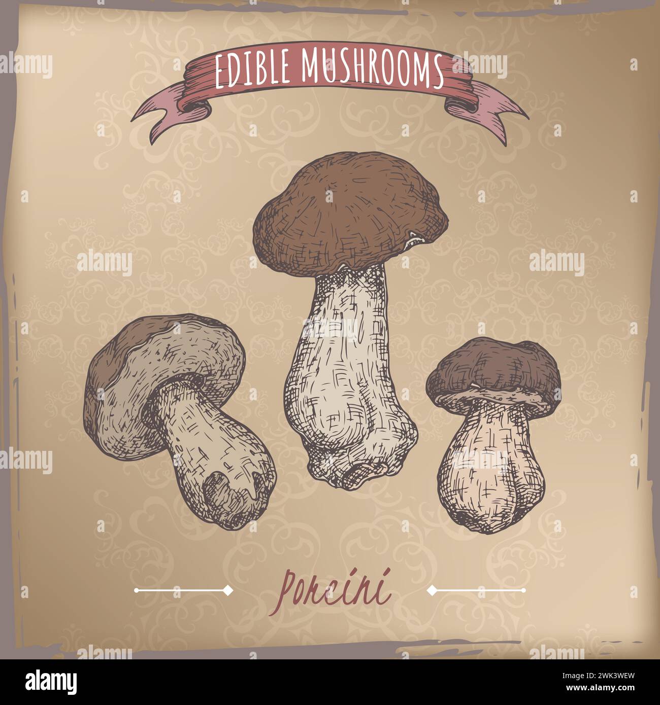 Boletus edulis aka porcini mushroom color sketch on vintage background ...