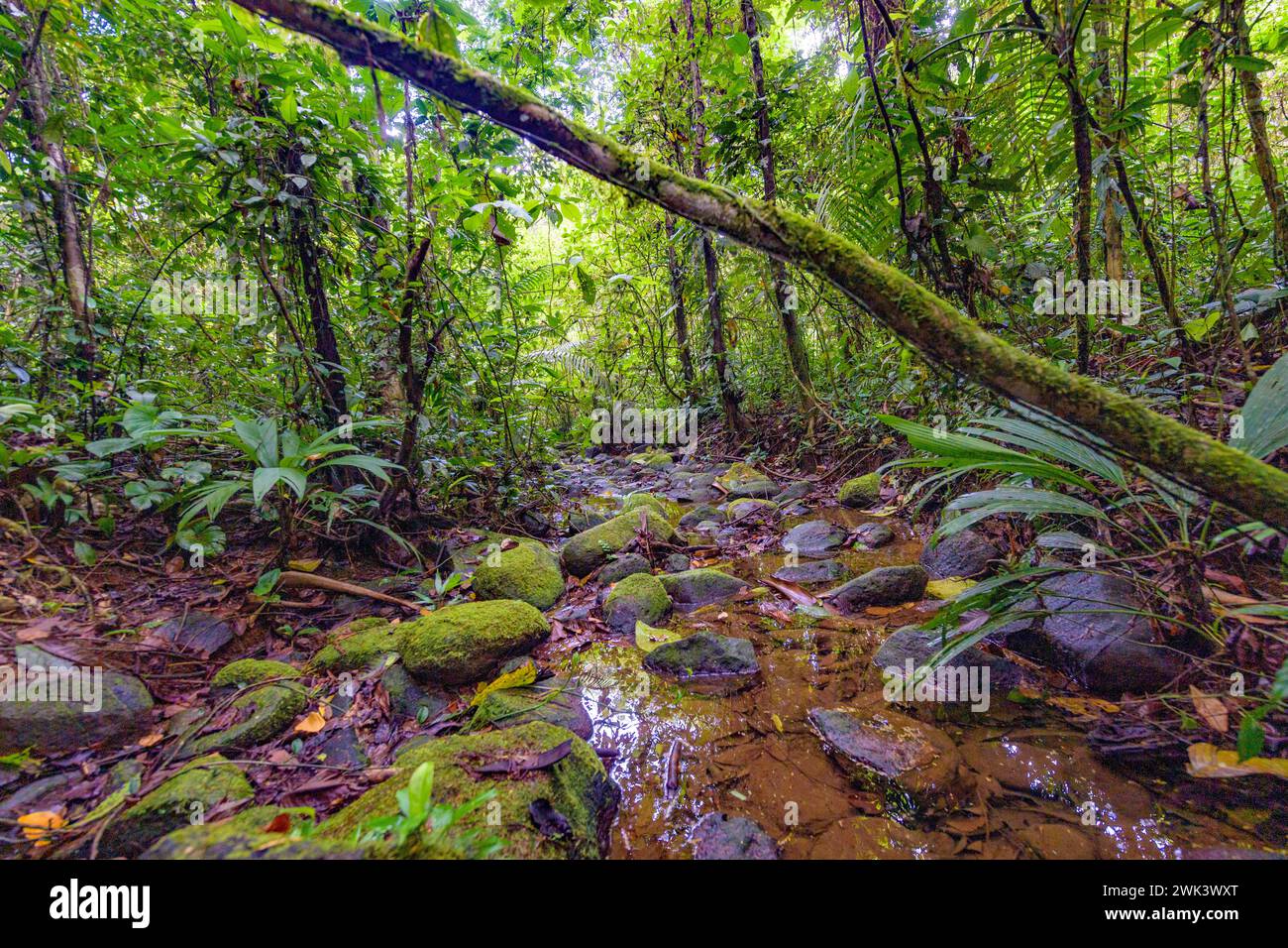 Tropical rainforest of Las Arrieras Nature Reserve, Costa Rica Stock ...