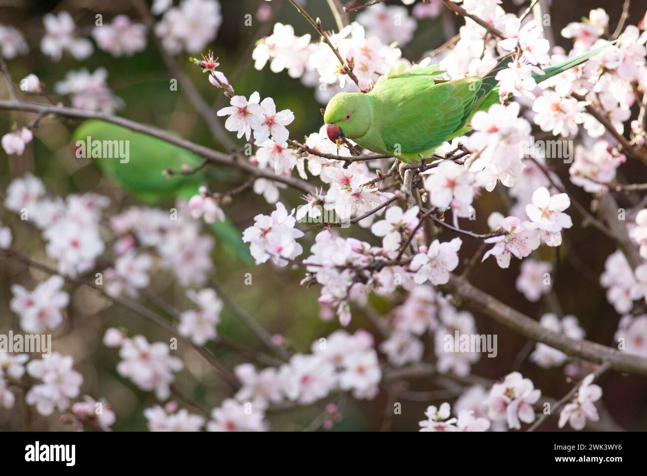 Ringneck parakeet london hi-res stock photography and images - Alamy
