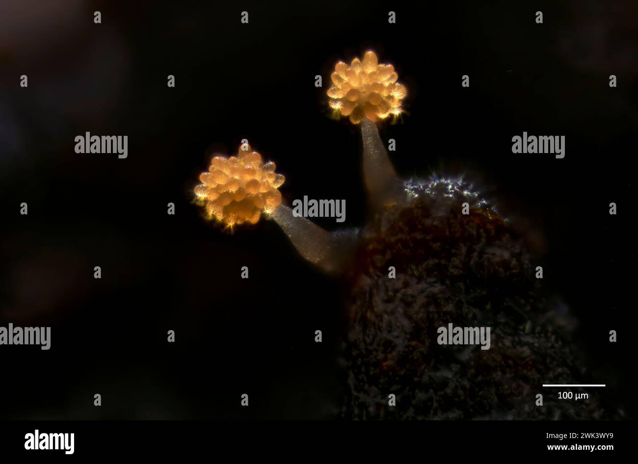 Stigmatella aurantiaca hi-res stock photography and images - Alamy