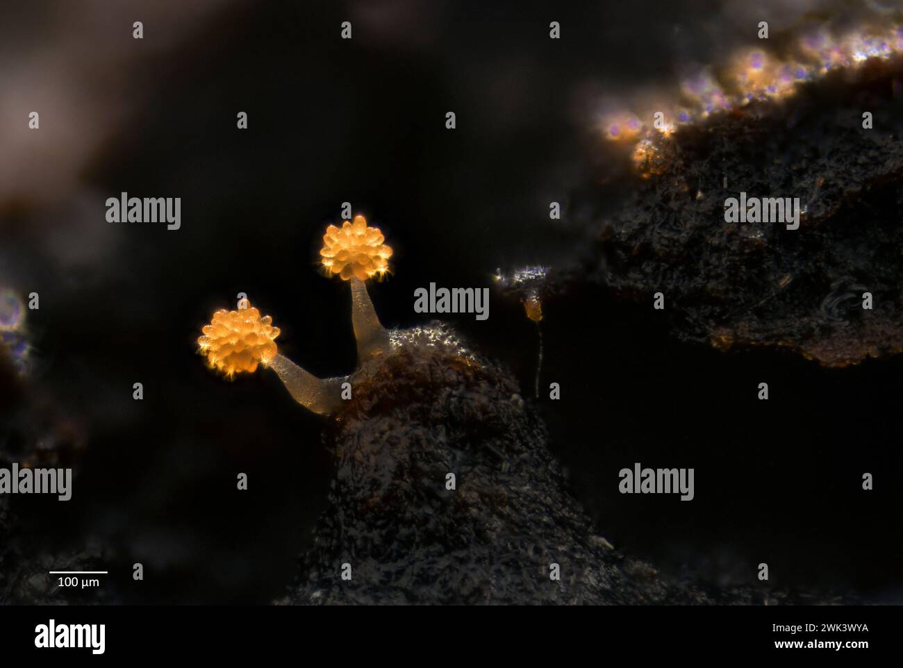 Myxobacteria (Stigmatella aurantiaca) growing from bark of wych elm ...