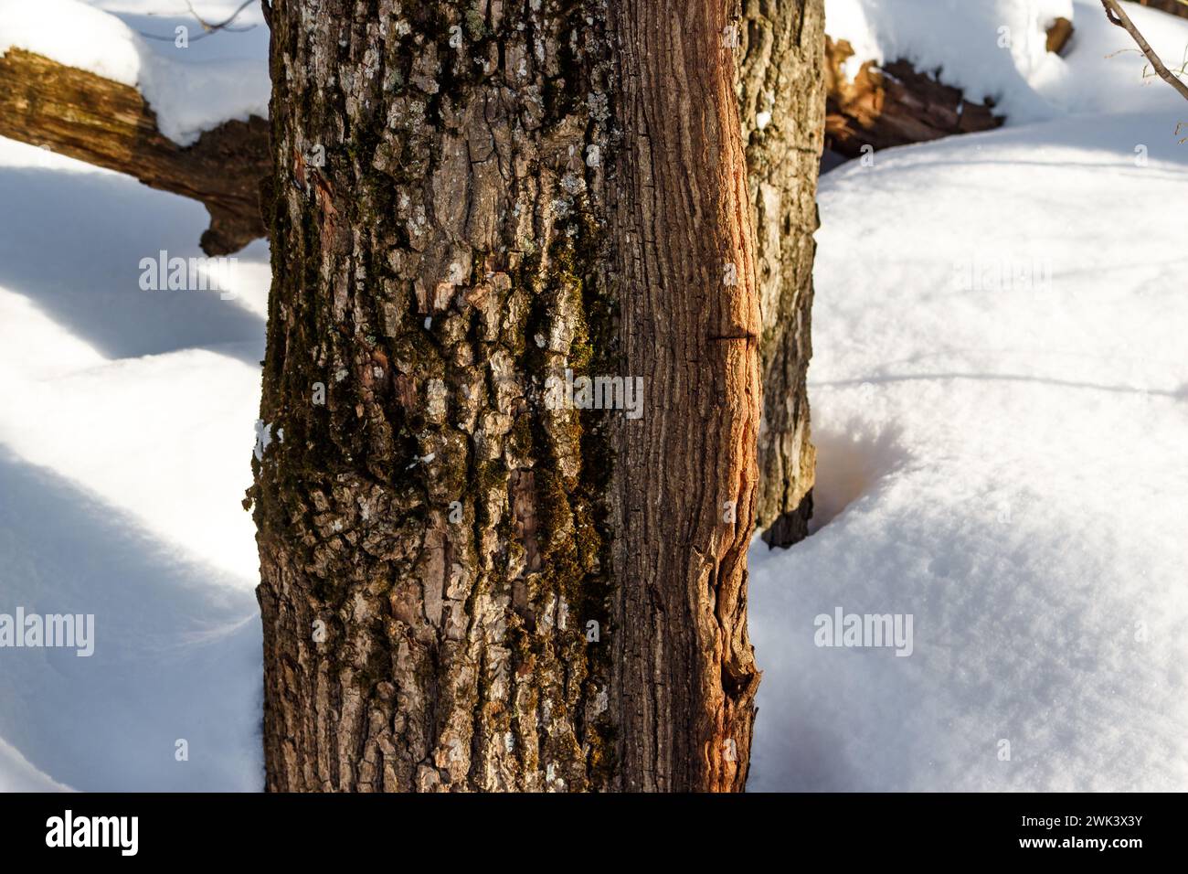 Oak tree in a winter snowy forest, overgrown frost ridge on a tree ...