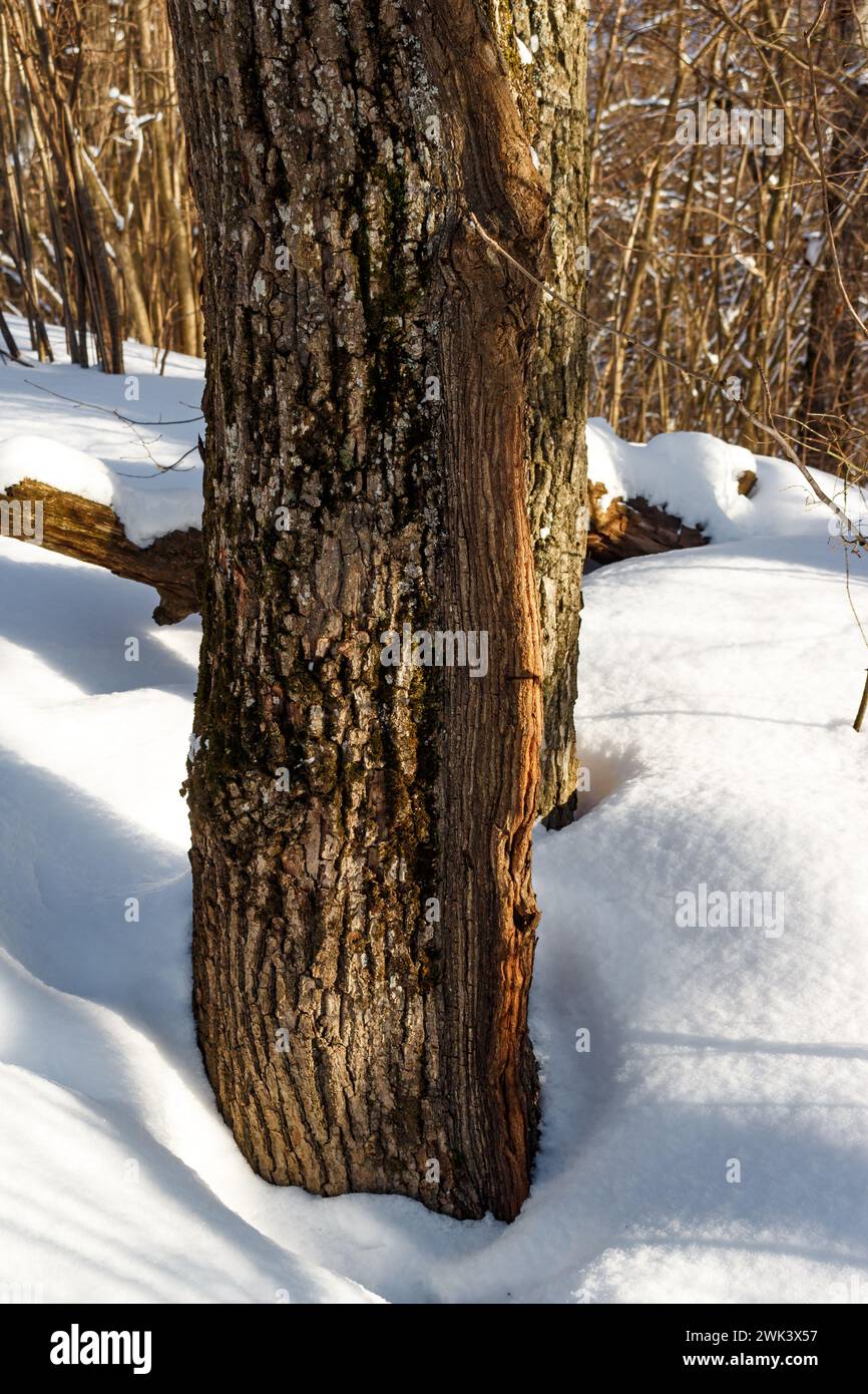 Oak tree in a winter snowy forest, overgrown frost ridge on a tree ...
