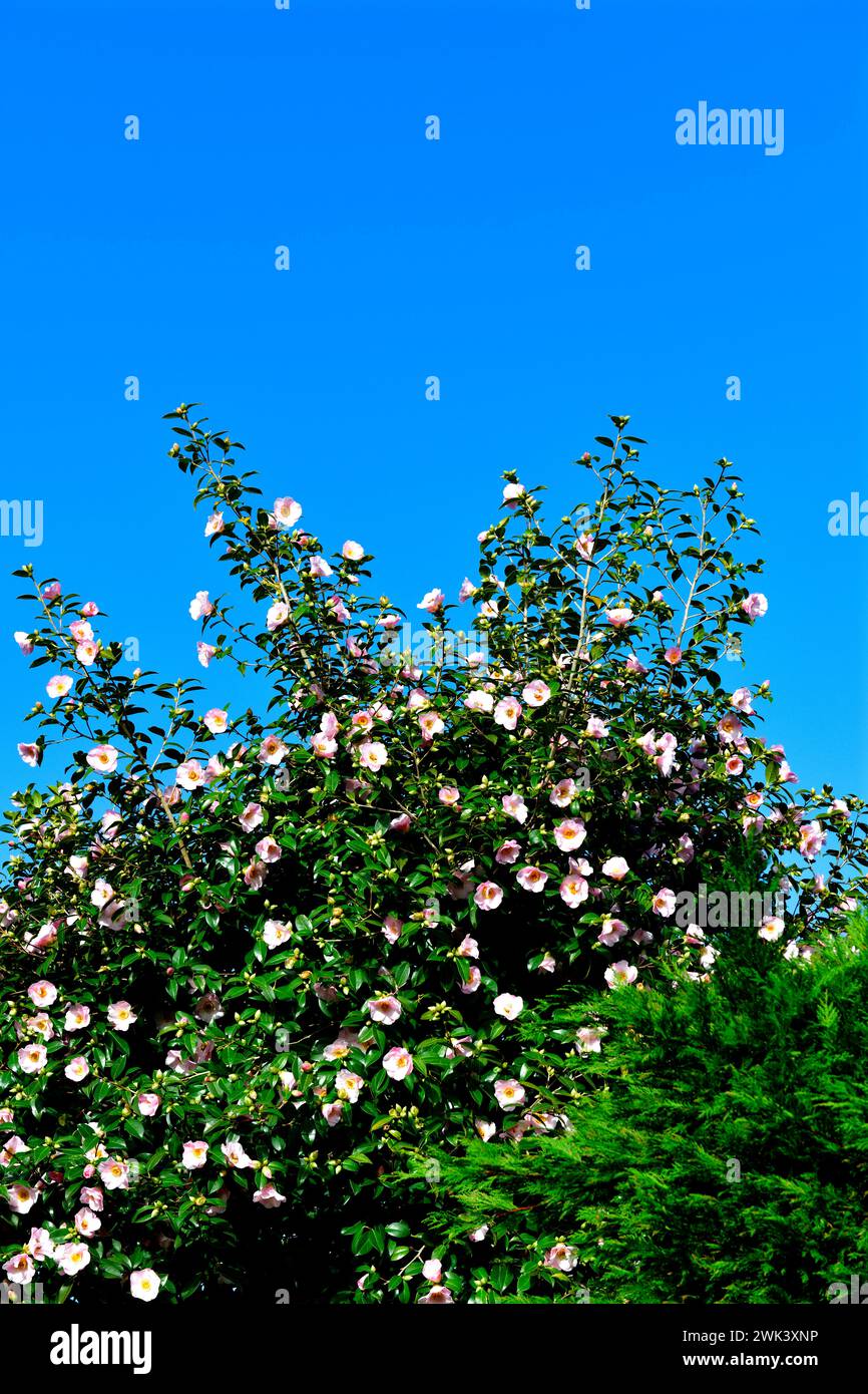 Dog Rose (rosa canina) in Hedge Somerset England uk Stock Photo - Alamy