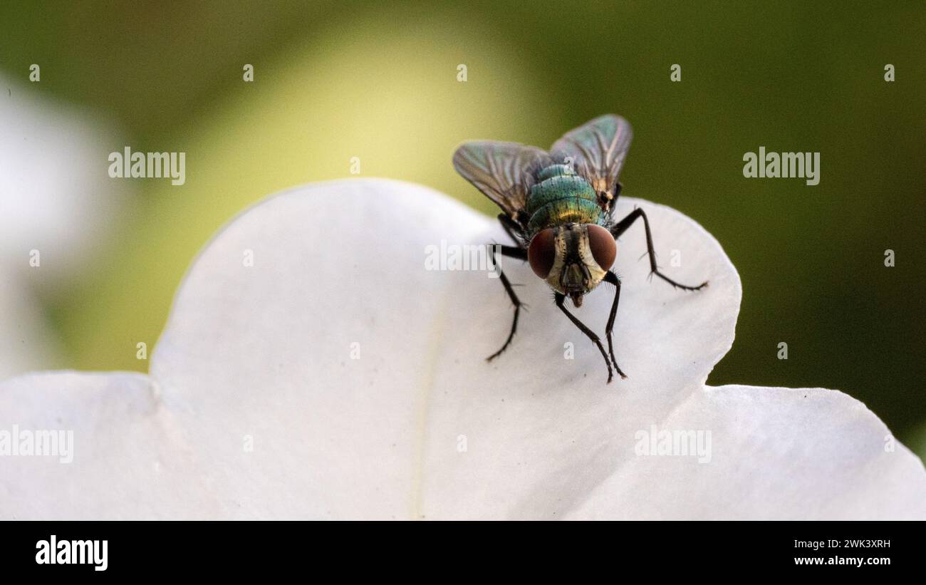 Fe 90mm f28 goss hi-res stock photography and images - Alamy