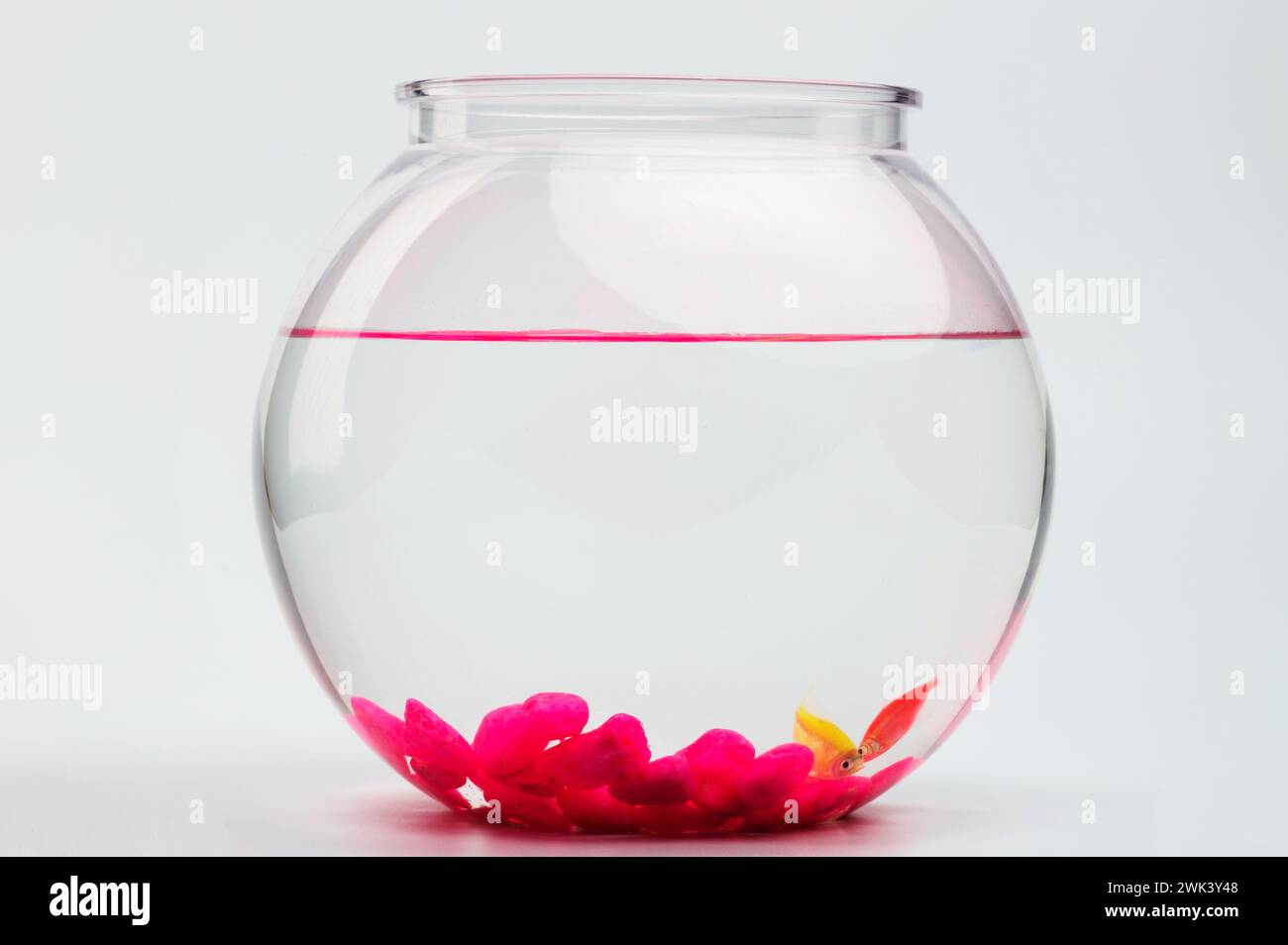 Two small fishes in round aquarium side view isolated on studio ...