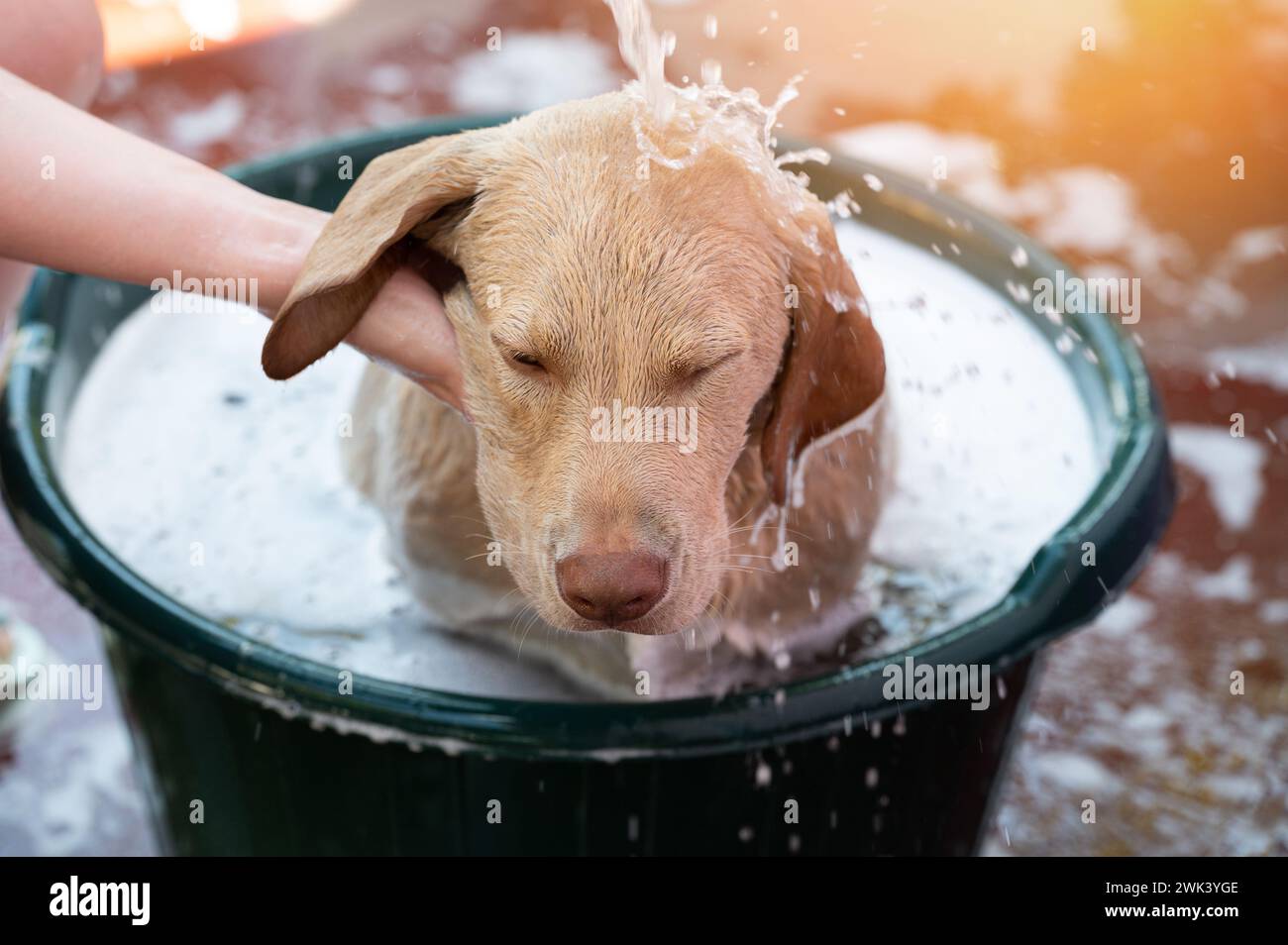 Dog bath bubbles hi-res stock photography and images - Alamy