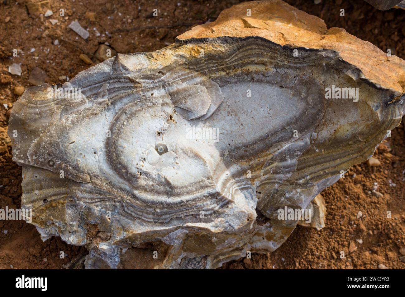 Fragment of a flint nodule with a concentrically zoned pattern ...