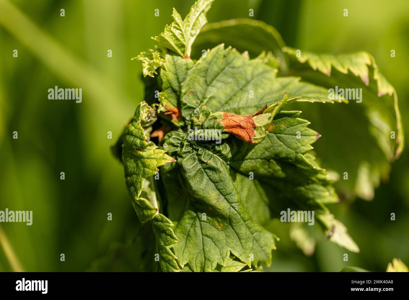 Curled currant leaves hi-res stock photography and images - Alamy