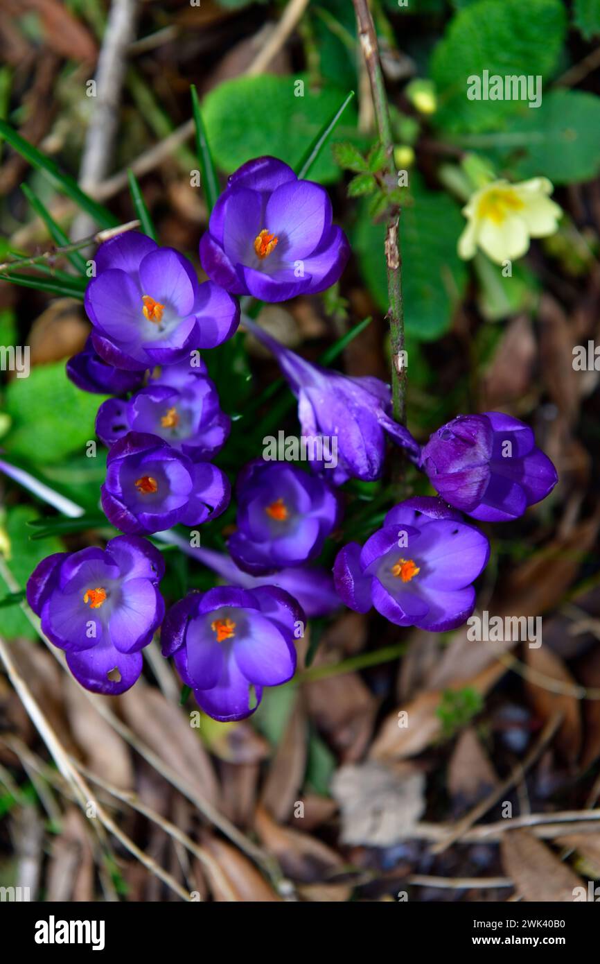 Crocus Flowers (krókos saffron) with Primrose (primula vulgaris Stock ...