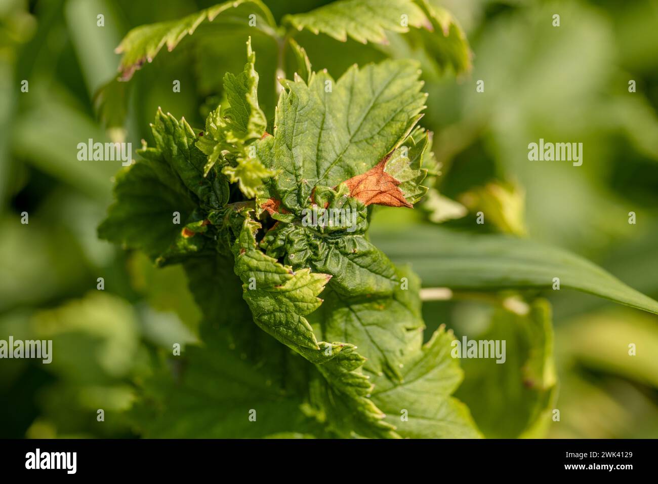 Curled currant leaves hi-res stock photography and images - Alamy