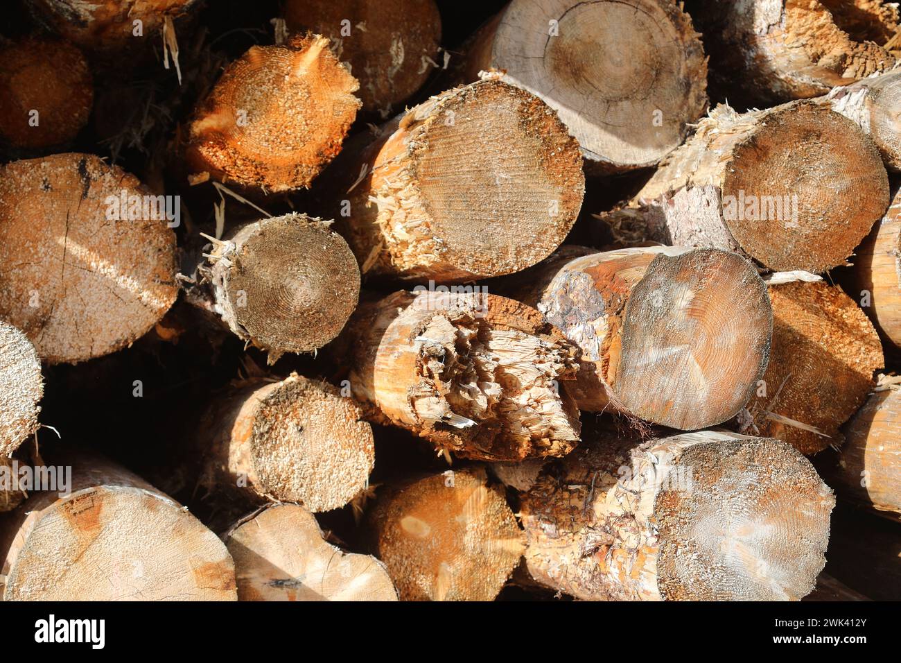 background of cut logs stacked ready to be sawn and processed in ...