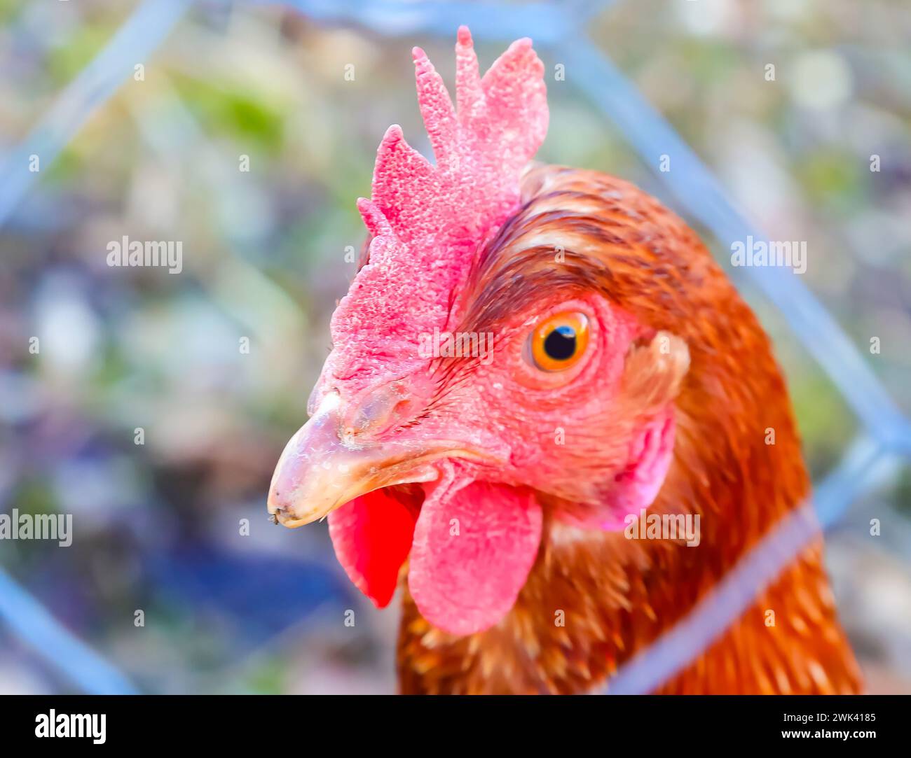 Chicken netting hi-res stock photography and images - Alamy