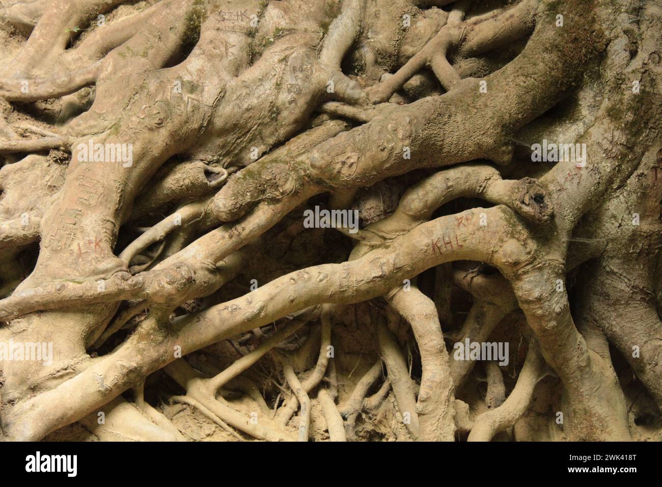Plant with tap root hi-res stock photography and images - Alamy