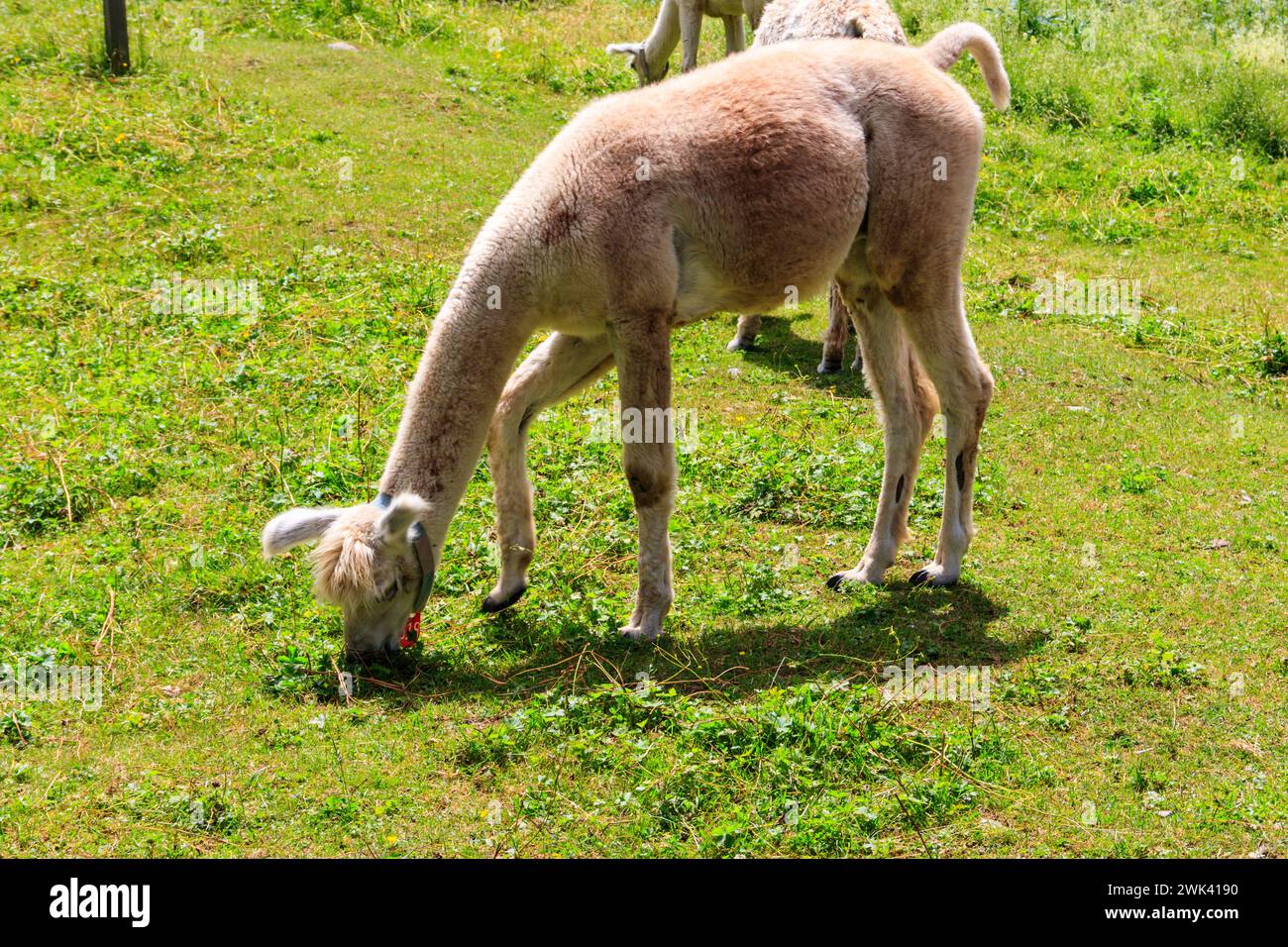 Alpaca grazing in green alpine meadow in Switzerland Stock Photo - Alamy