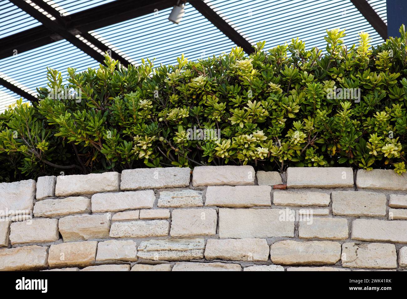 Pittosporum hedge hi-res stock photography and images - Alamy
