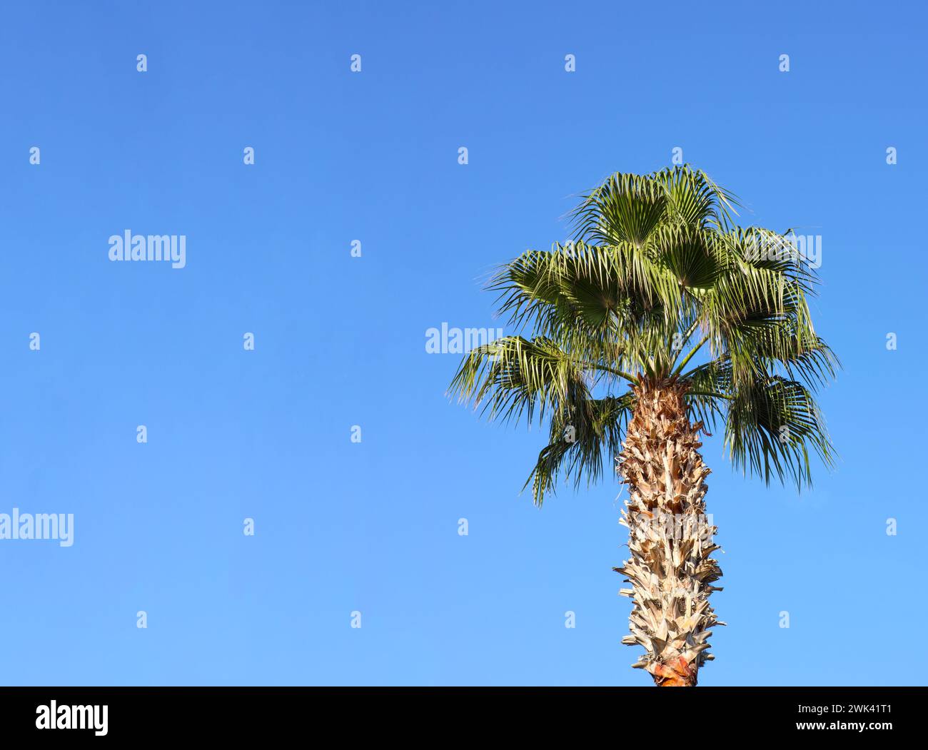 Palm tree top hi-res stock photography and images - Alamy