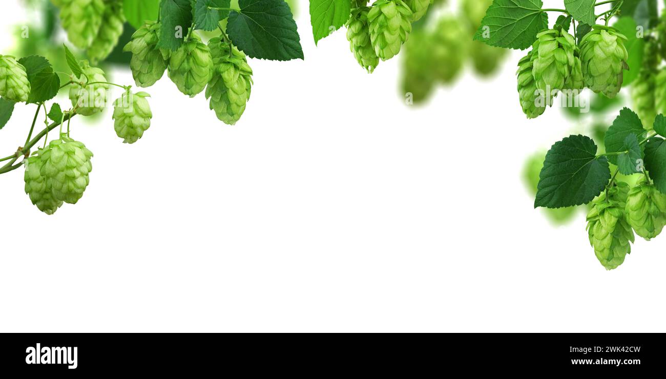 Hop cones and green leaves on white background. Beer brewing ...