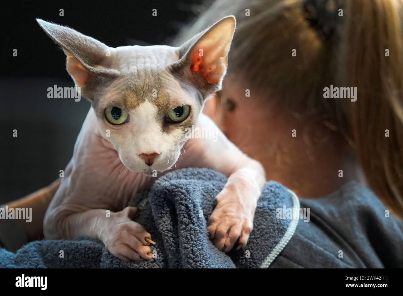 A Sphynx cat sits on a shoulder at the Cat Extravaganza event at ...