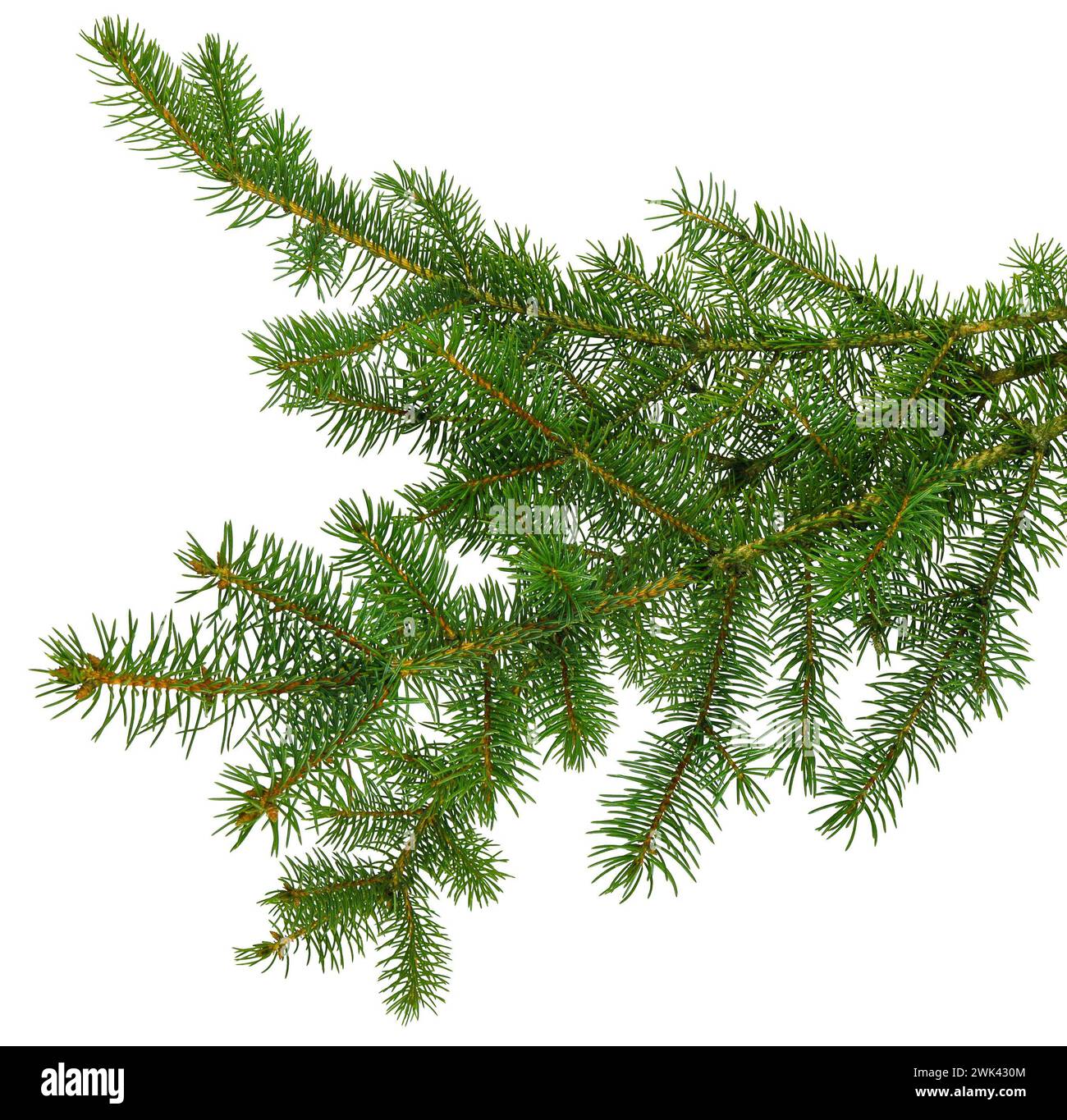 Decora tree Cut Out Stock Images & Pictures - Alamy