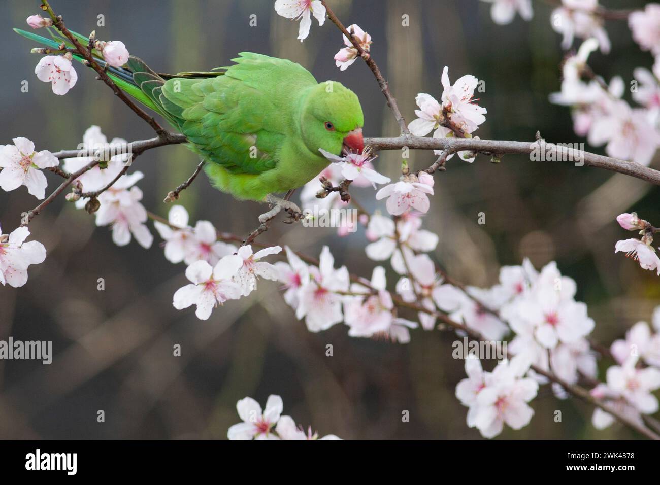 UK weather, 18 February 2024: Green ringneck (or rose-ringed) parakeets ...
