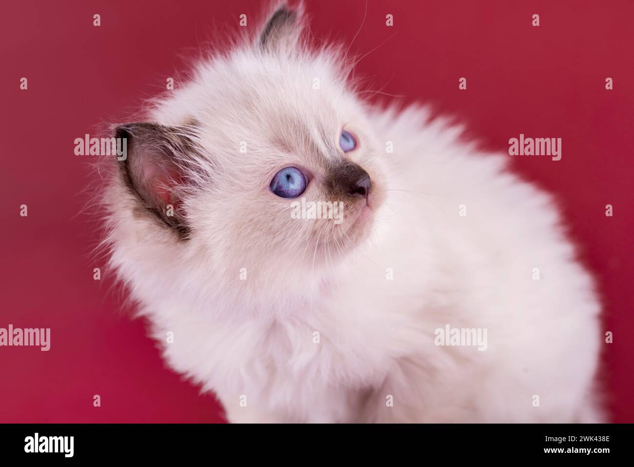 little ragdoll kitten with blue eyes in purple collar sitting on a red ...