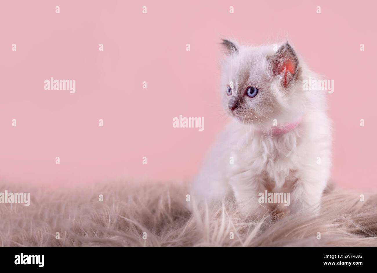 little ragdoll kitten with blue eyes in purple collar sitting on a pink ...