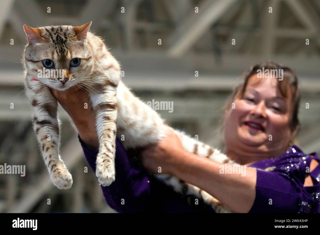 A Bengal cat is displayed at the Cat Extravaganza event at Olympia in ...