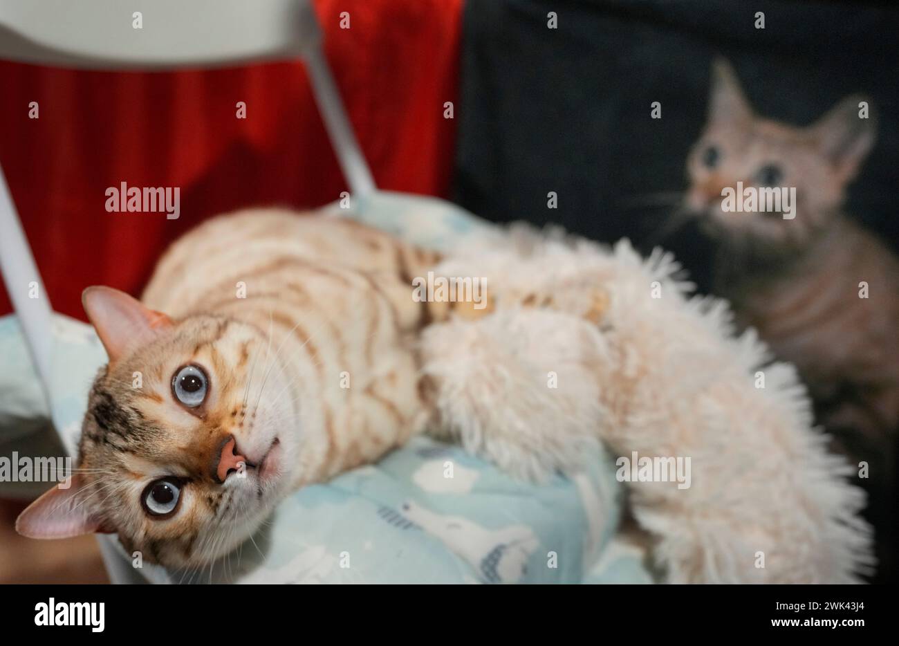 A Bengal cat relaxes on a chair at the Cat Extravaganza event at ...