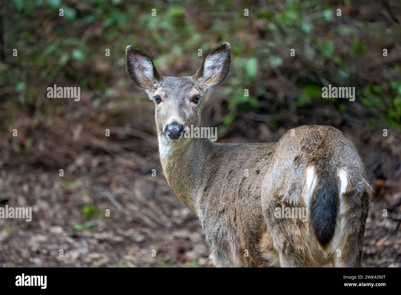 Issaquah, Washington, USA. Rear view of a Black-tailed Deer doe ...
