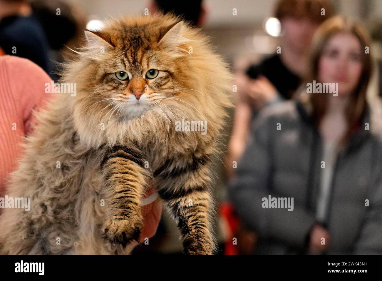 A Siberian cat is admired by visitors as he is carried at the Cat ...